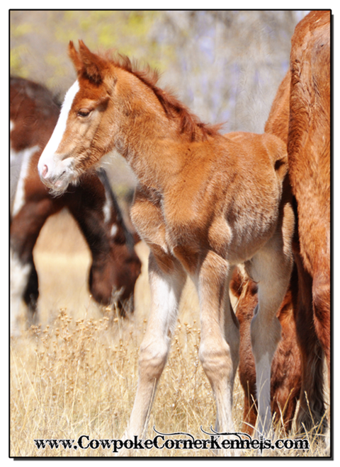 Full of foals | Cowpoke Corner Kennels and Ranch