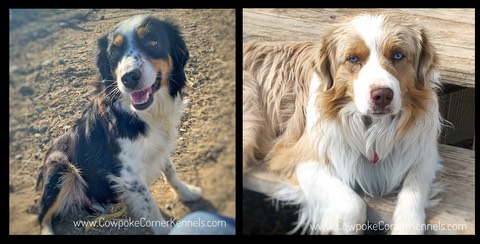 Mini Aussie pups | Cowpoke Corner Kennels and Ranch