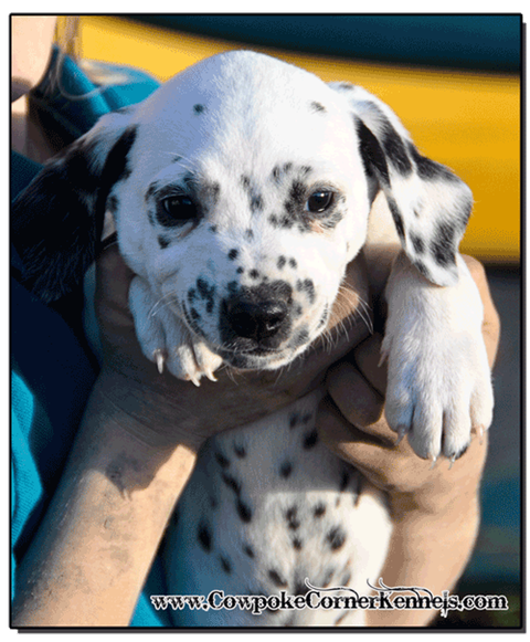Dalmatian Puppies! | Cowpoke Corner Kennels and Ranch