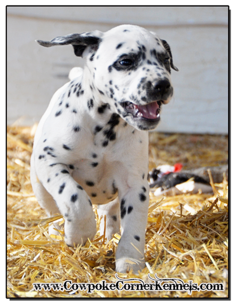 Dalmatian Puppies! | Cowpoke Corner Kennels and Ranch