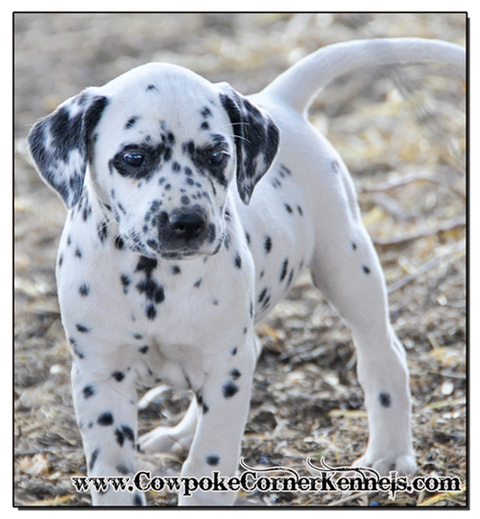 Dalmatian Puppies! | Cowpoke Corner Kennels and Ranch