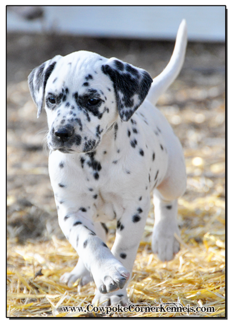 Dalmatian Puppies! | Cowpoke Corner Kennels and Ranch