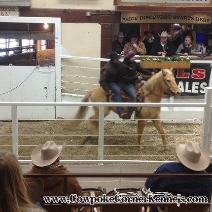 Billings Livestock Horse Sale | Cowpoke Corner Kennels and Ranch